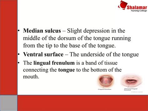 Assessment Of Mouth Andpharynx Pdf