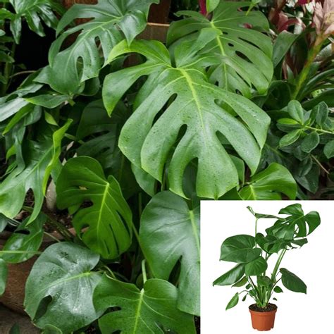 Philodendron Monstera 4inches Split Leaves Splitleave Leaf Tree House