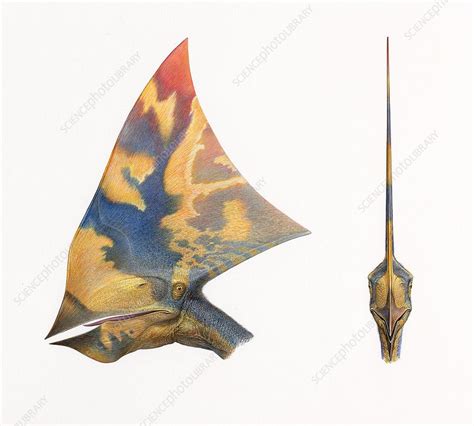 Tapejara Imperator Pterosaur Crest Illustration Stock Image C037