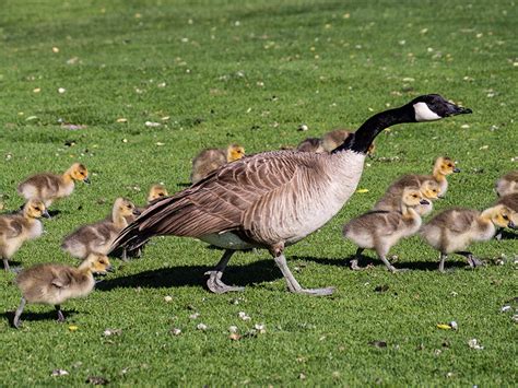 Grounded Geese Birdnote