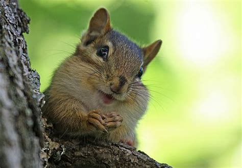 Laughing Chipmunk