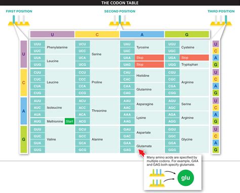 Trna Amino Acid Chart