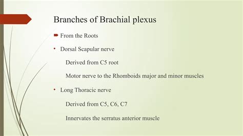 Anatomy Of Brachial Plexus Basic Anatomy Pptx