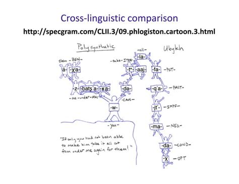 Description Of Morphologytypes Developmentand Examples Ppt