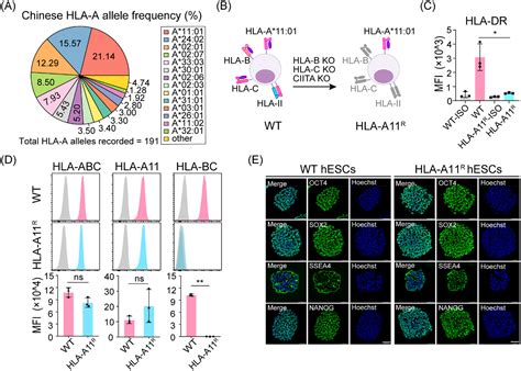 Cell Proliferation Cell Biology Journal Wiley Online Library