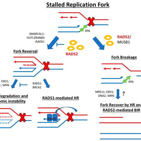 Schematic Representation Of Stalled Replication Fork Steps Involving