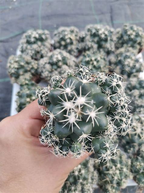 Coryphantha Andreae - Siracactus spedizione online rapida