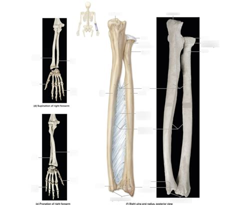 Radius And Ulna Posterior View Diagram Quizlet