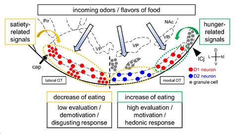 Figure 1 From Hypothetical Roles Of The Olfactory Tubercle In Odor