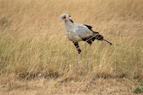 Premium Photo Secretary Bird At The First Light Of Sunrise In The African Savanna Looking For