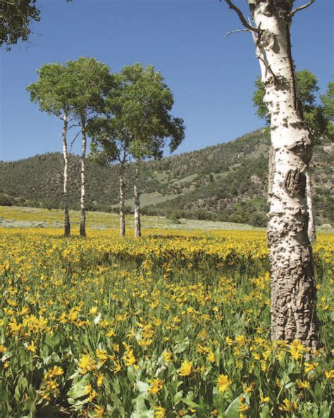 Nevada Wildflowers Travel Nevada