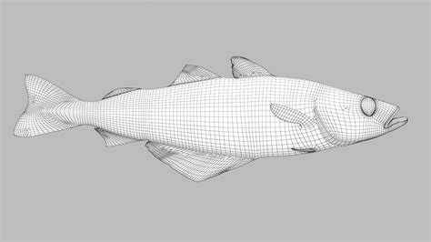 3d Pollack Model Turbosquid 1832903