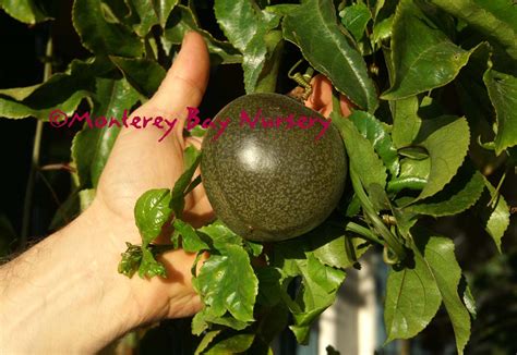 Mbn 1gal Passiflora Edulis ‘red Rover 11510 Store The Plant Foundry