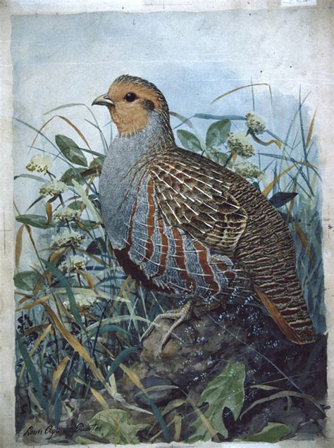 Gray Partridge