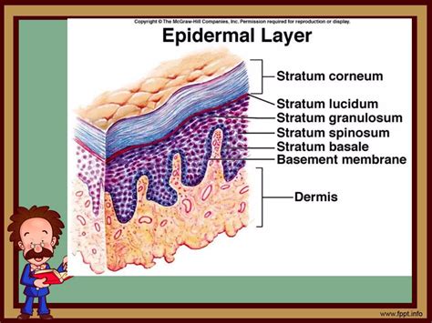Sistem Integumen Pptx