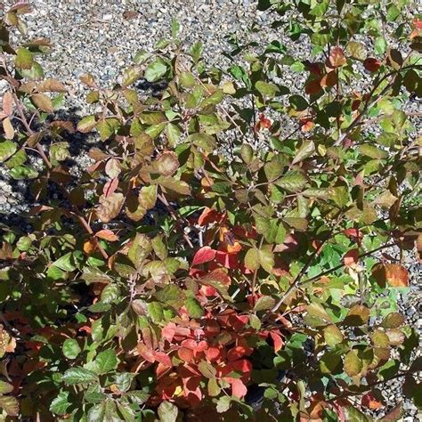 Sumac Gro Low Webb Landscape Inc