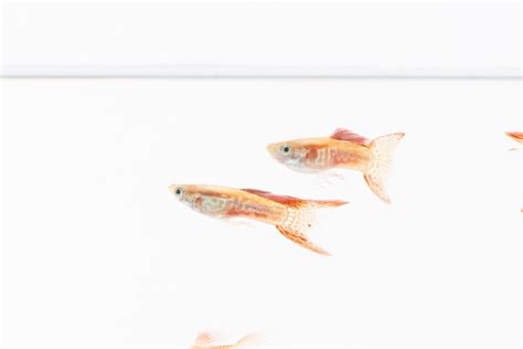 Lace Double Sword Guppies — Buce Plant