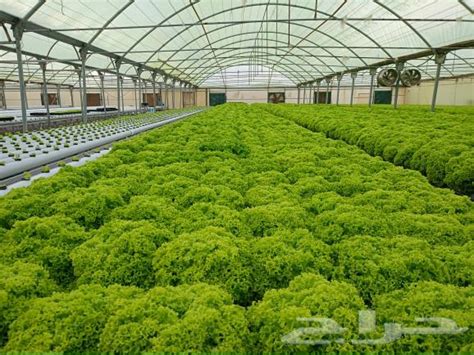 خس لولو بيوندا عالي الجودة جاهز للقطف موقع حراج