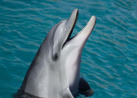 200 Dolphin Pictures