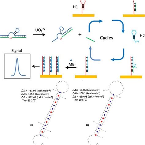 Schematic Illustration Of The Sensing Principle For Uo2²⁺ Detection