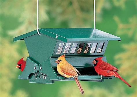 The Joy Of Bird Feeding