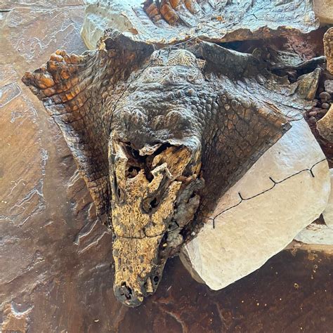 Galana Crocodile Camp Kenyatsavo National Park East Lodge Reviews