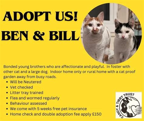 We Have Had Next No No Interest In Candy And Tibby Trust