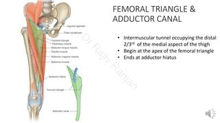 Femoral Triangle And Subsartorial Canal Pdf