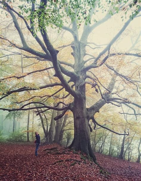 Premium Photo Woman Looking Up At Tree In The Forest