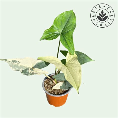 Singonio Variegado— Arte Cultivos