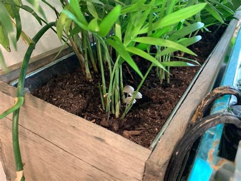 Mushrooms Releasing Their Spores At Night In Order To Propegate