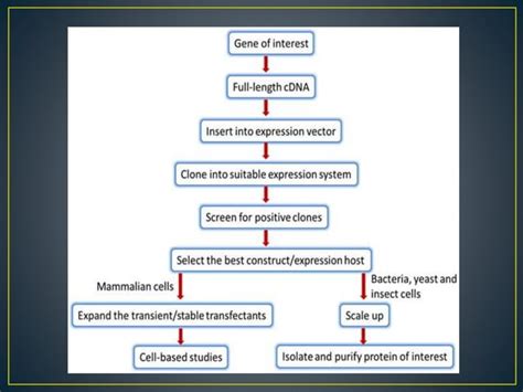 Selection And Screening Of Recombinant Cells And Expression Of Recombinant