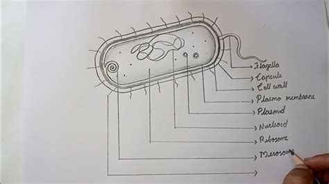 Diagram Of Bacteria Prokaryotic Cell Youtube
