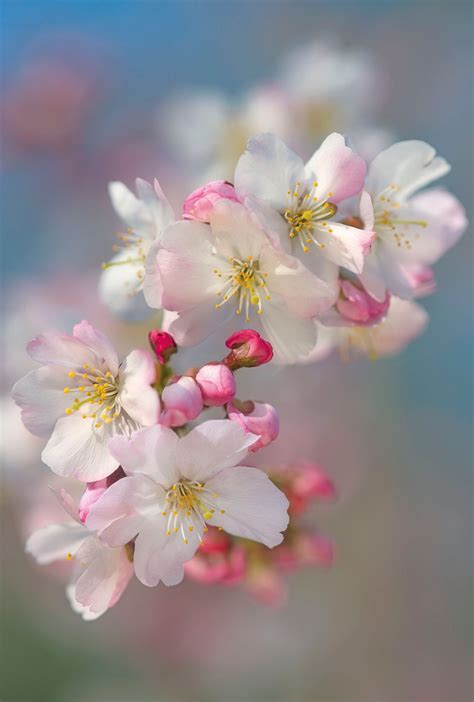 Top Macro Flower Photography Tips Artofit