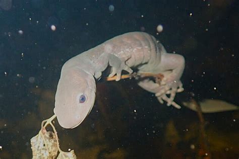 How To Spot Salamander Eggs In The Hills