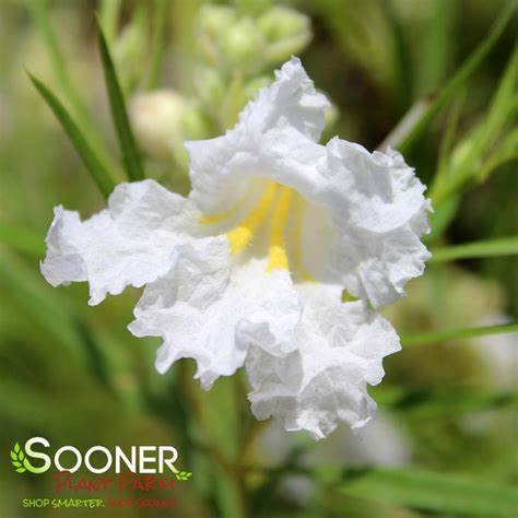 White Desert Willow Tree