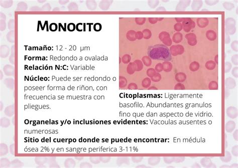 Monocito Anatomia Patologica Decora Tus Apuntes Celulas Sanguineas