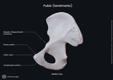 Pectineal Line Of Pubis And Pubic Crest