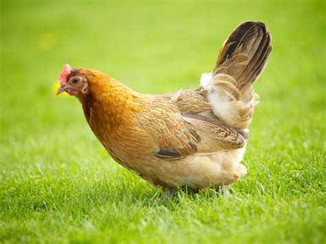 File Norwegian Hen  Wikipedia
