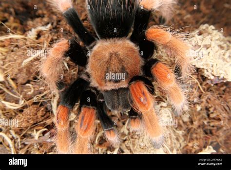 Orange Bulbous Spider