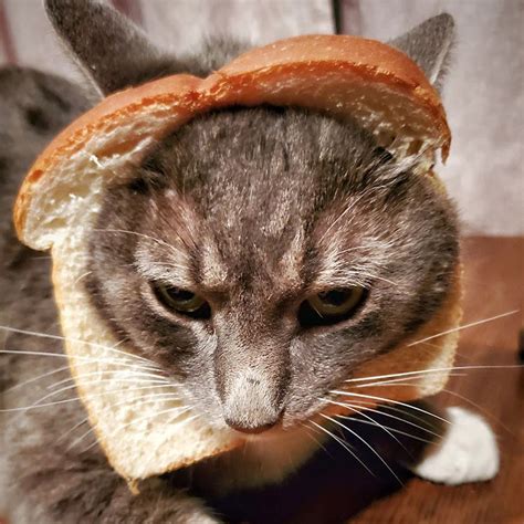 Cats Wearing Bread