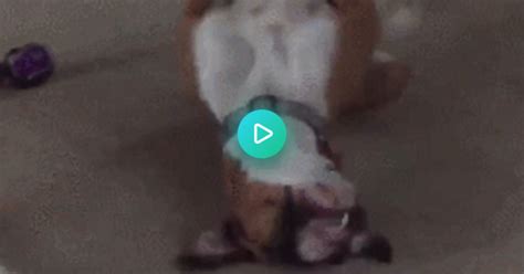 Boxer Back Scratch  On Imgur