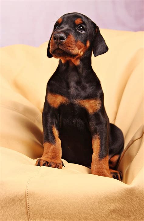 Home Sullys Doberman Sullinger