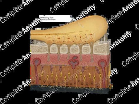 Olfactory Bulb Complete Anatomy