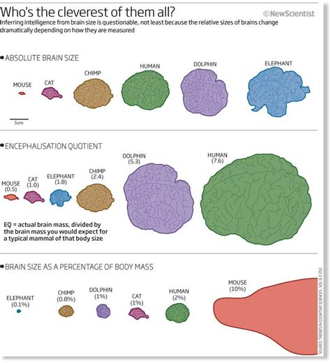 Size Isnt Everything The Big Brain Myth — Science And Technology —