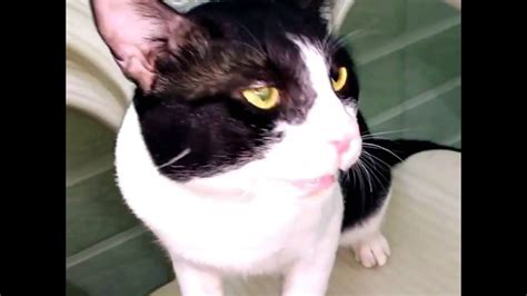 Sneezing Cats Cats Sneezing Continuously Funny Cats Compilation 2017
