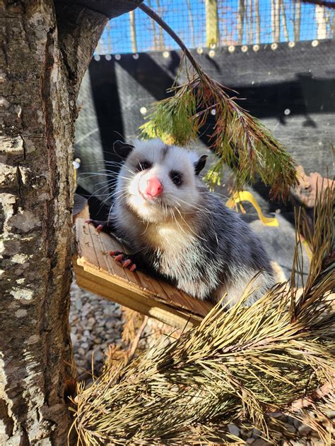 Saying Goodbye To Ophelia The Virginia Opossum Wildlife Center Of Virginia