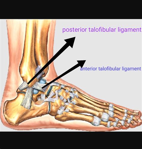 [solved] Click On The Anterior Inferior Tibiofibular Ligament Click On