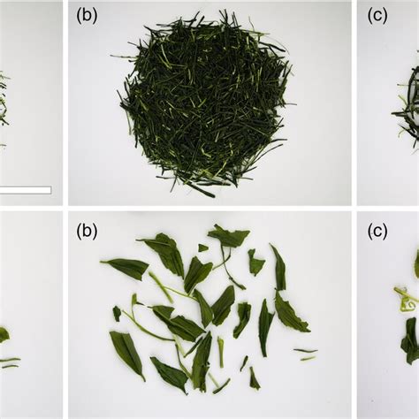 Flowchart Of Green Tea Processing Conditions For Each System Scale Download Scientific Diagram