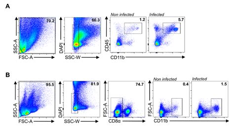 Myeloid Cell Isolation From Mouse Skin And Draining Lymph Node Following Intradermal